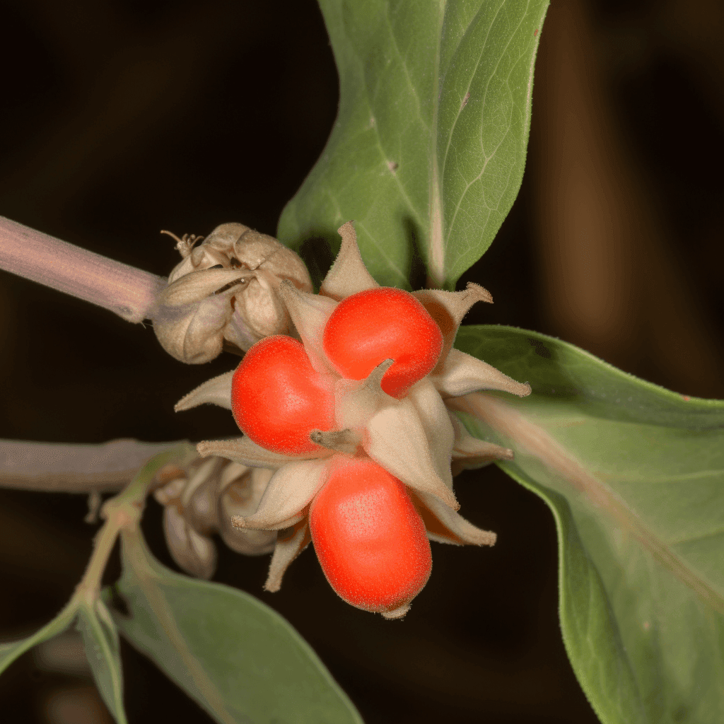 Ashwagandha | INTERSTELLAR BLENDS