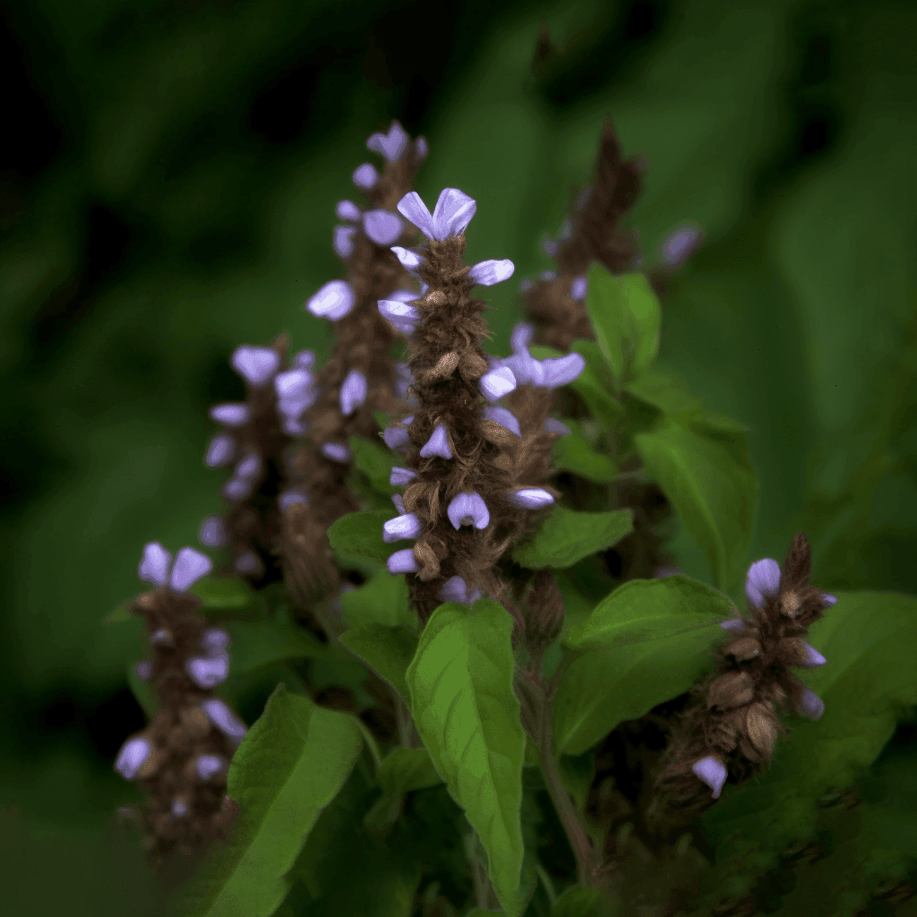 Rabdosia Rubescens | INTERSTELLAR BLENDS